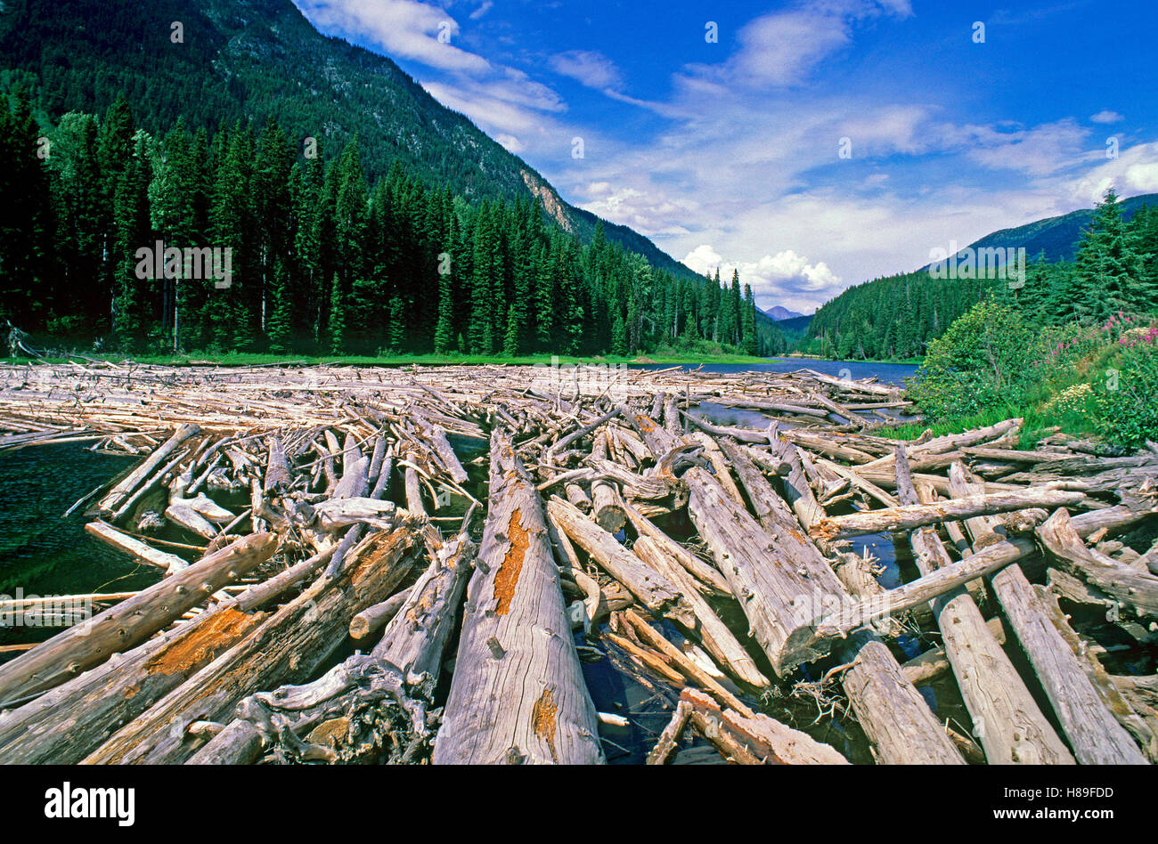 Large log boom floating on the Fraser river, British Columbia, Canada ...