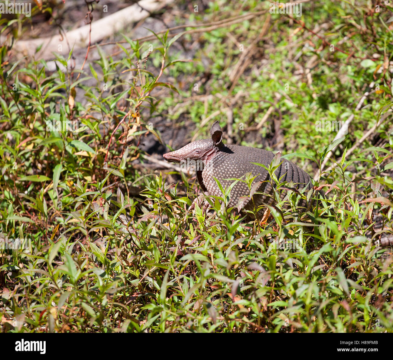 Armadillo in Florida that has spotted the camera Stock Photo - Alamy