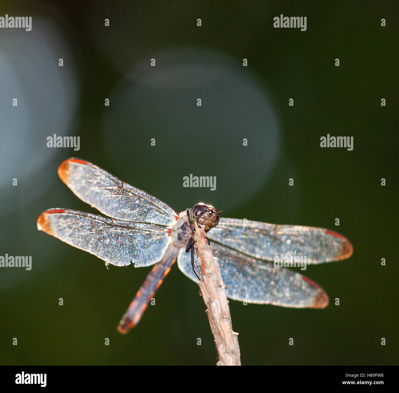 Dragonfly that has its wings backlit by the sun Stock Photo - Alamy