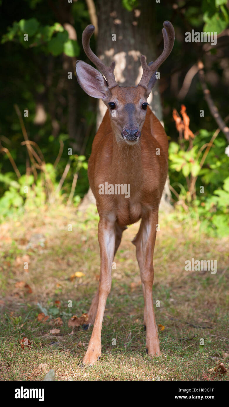 Whitetail deer buck in antlers staring right at the camera Stock Photo ...