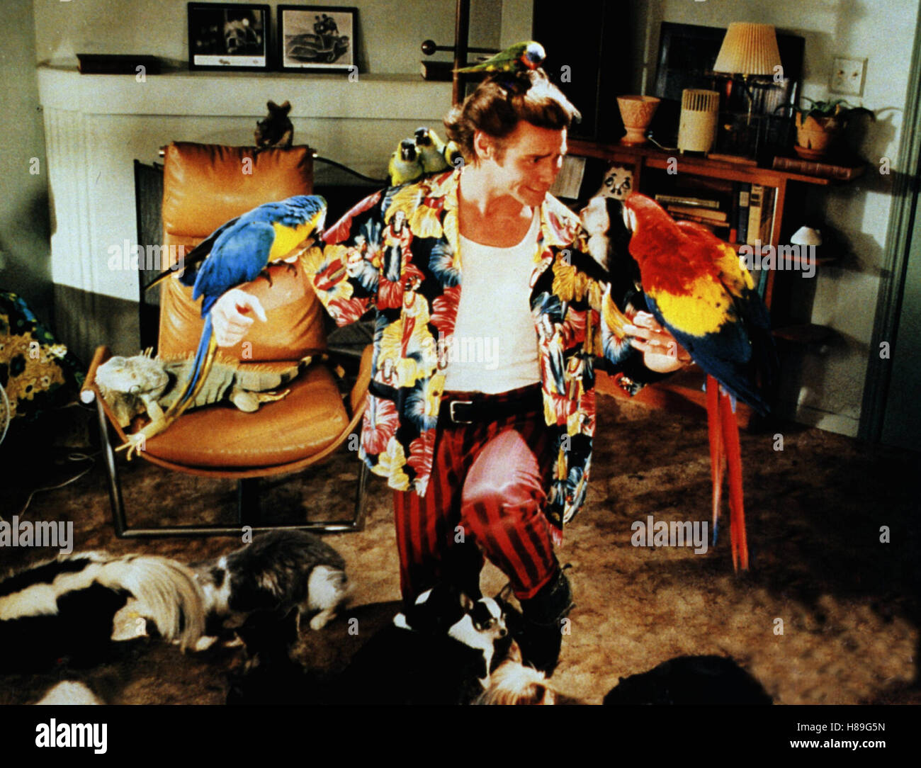 Ace Ventura - Ein tierischer Detektiv, (ACE VENTURA: PET DETECTIVE) USA ...