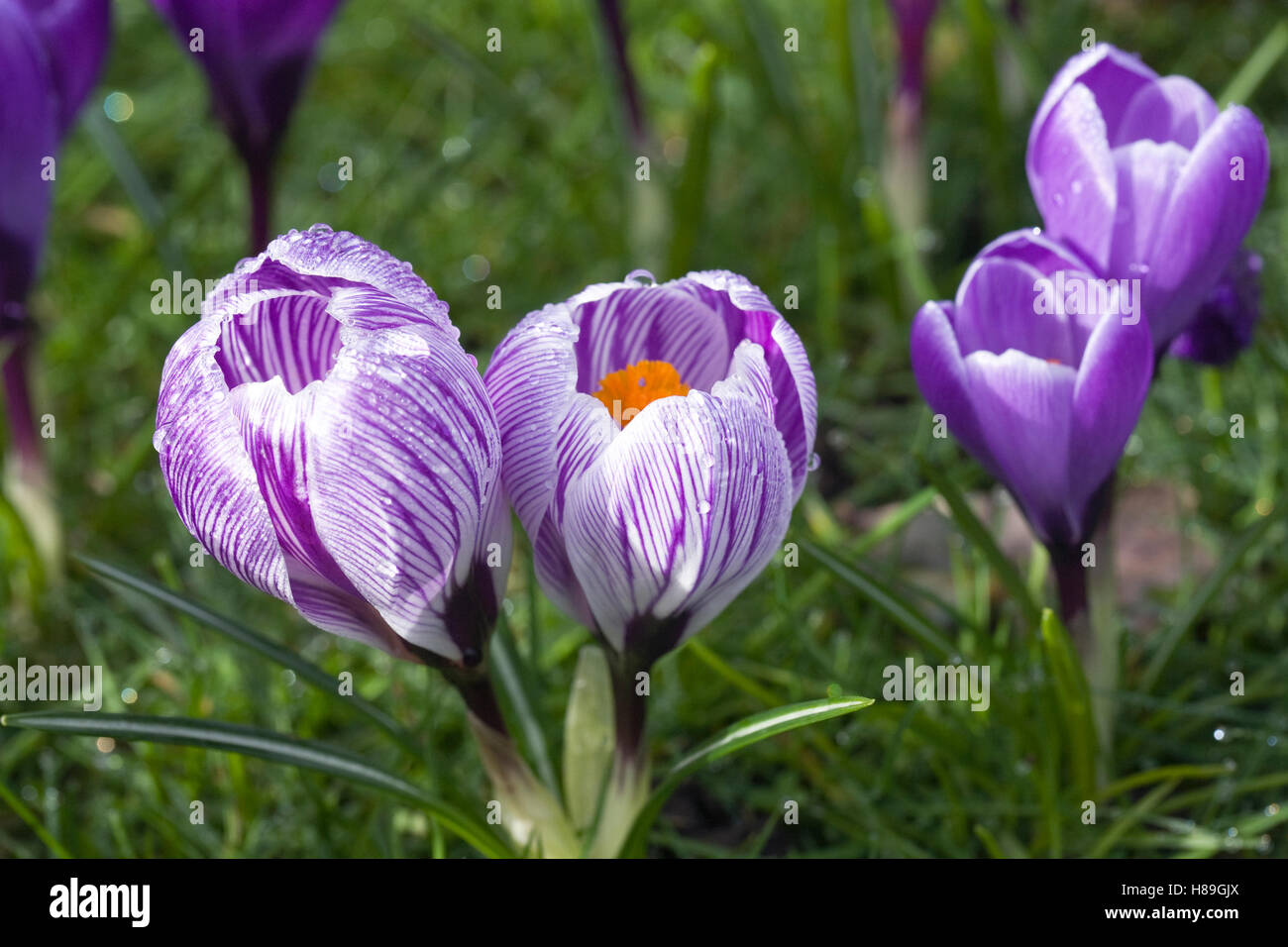 Spring crocuses growing in grassland Stock Photo - Alamy