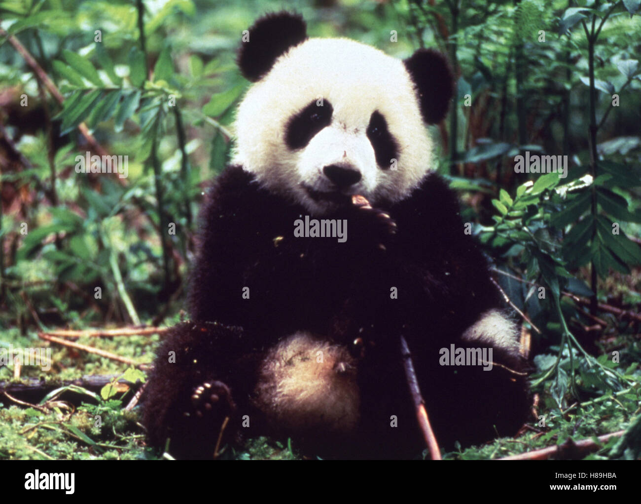 Little Panda, (THE AMAZING PANDA ADVENTURE) USA 1995, Regie ...