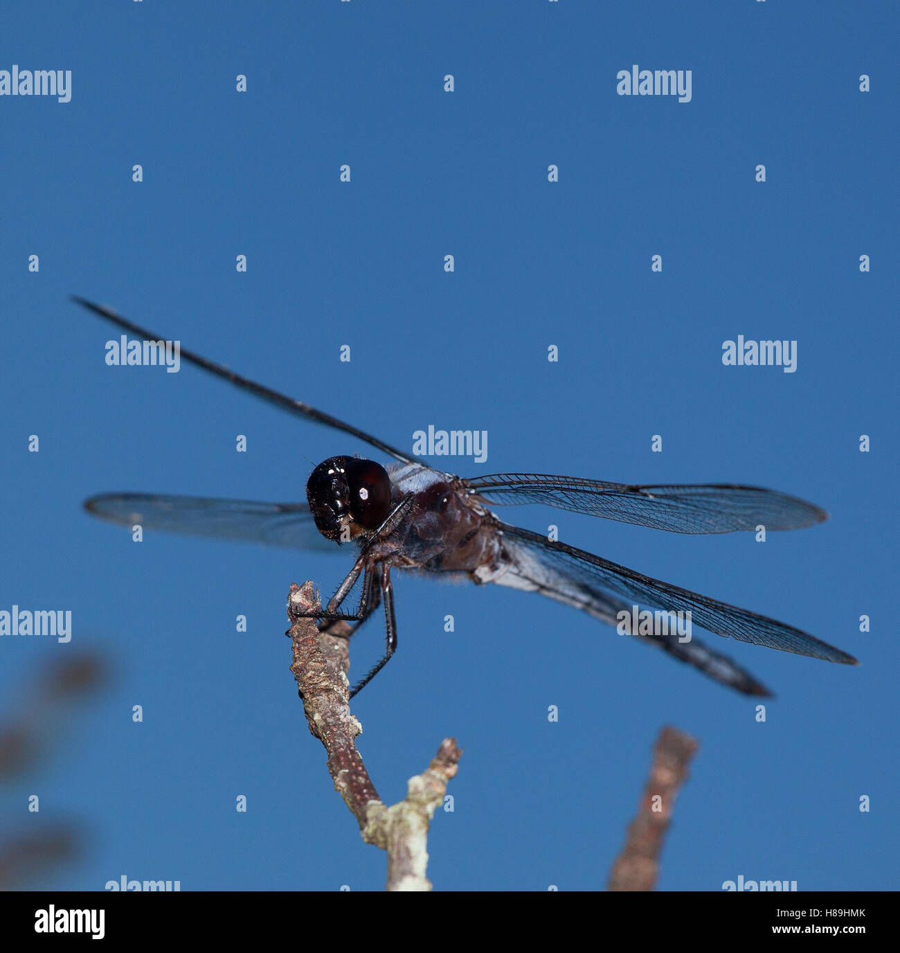 Black dragonfly that looks like it is ready to fly Stock Photo - Alamy