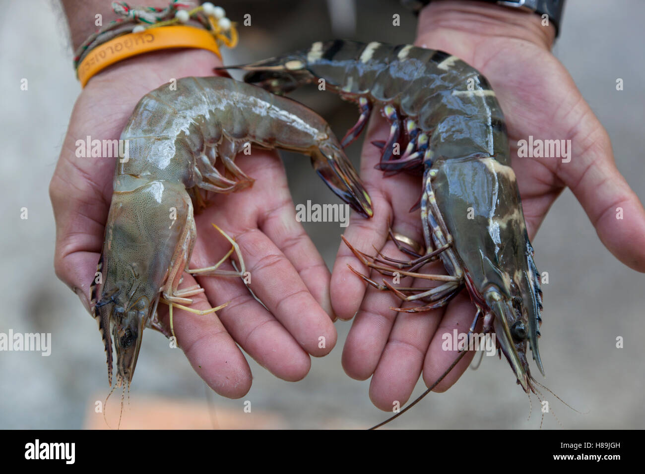 Tiger Prawns