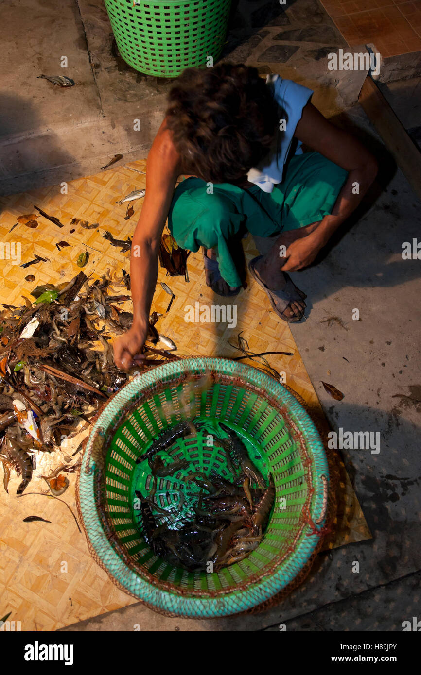 A farm worker sorting out prawns from trash after a catch of mature ...