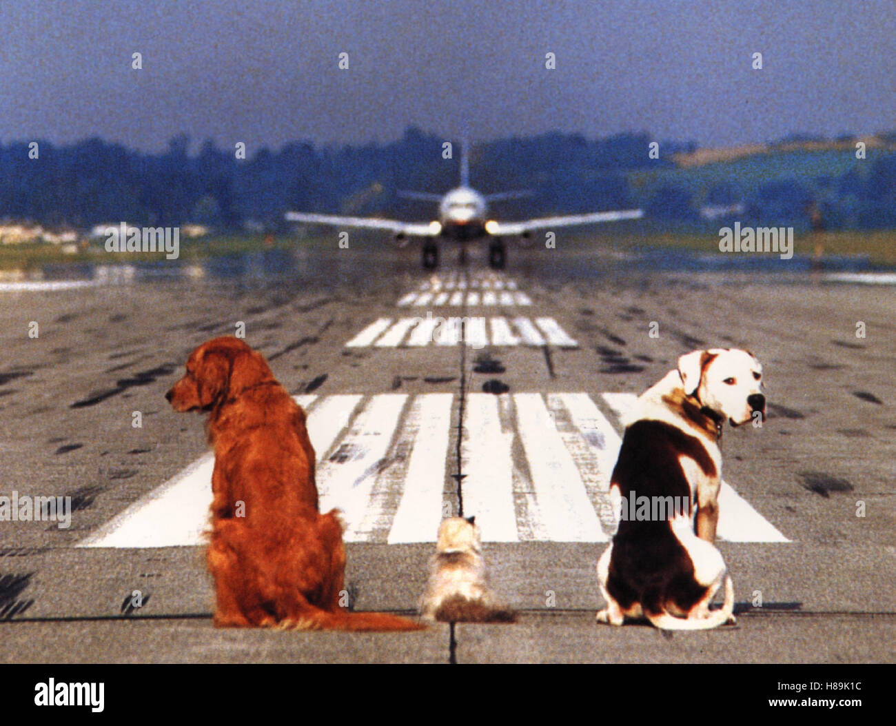 Homeward Bound Chance And Delilah