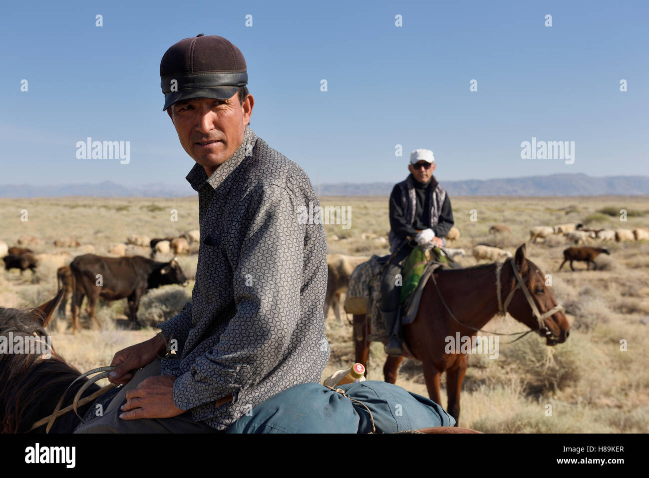 Cowboys herding cattle hi-res stock photography and images - Alamy