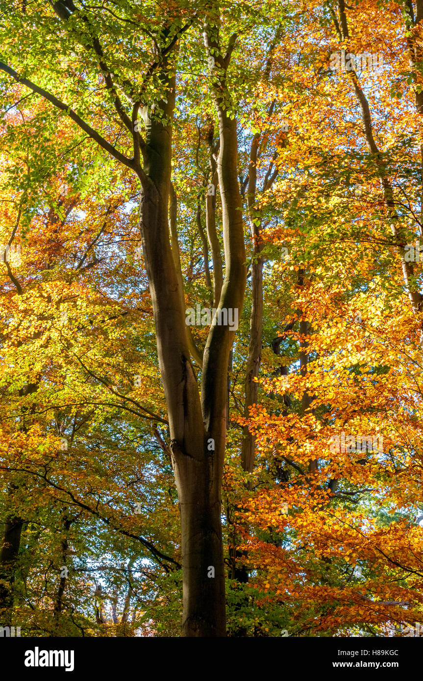 European beech tree hi-res stock photography and images - Alamy