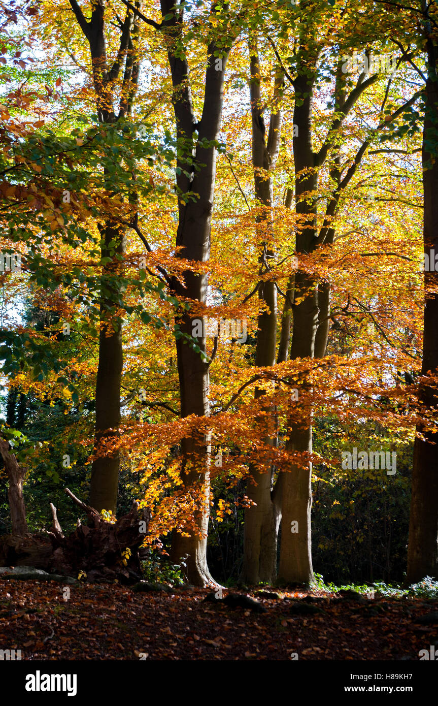 Beech trees in autumn. European beech, Fagus sylvatica Stock Photo - Alamy