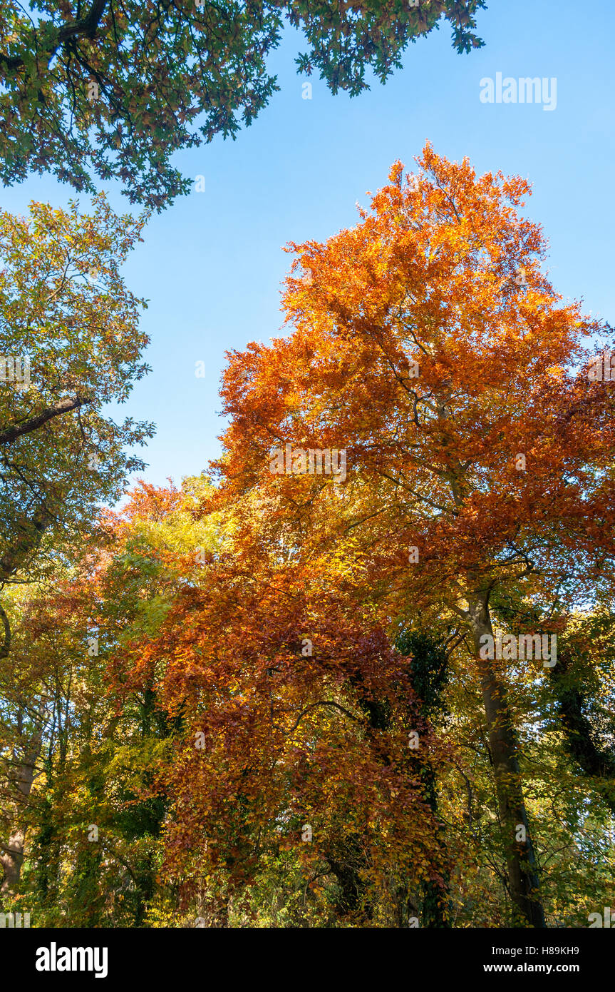 Beech tree in its autumn colors in woodland. European beech, Fagus ...