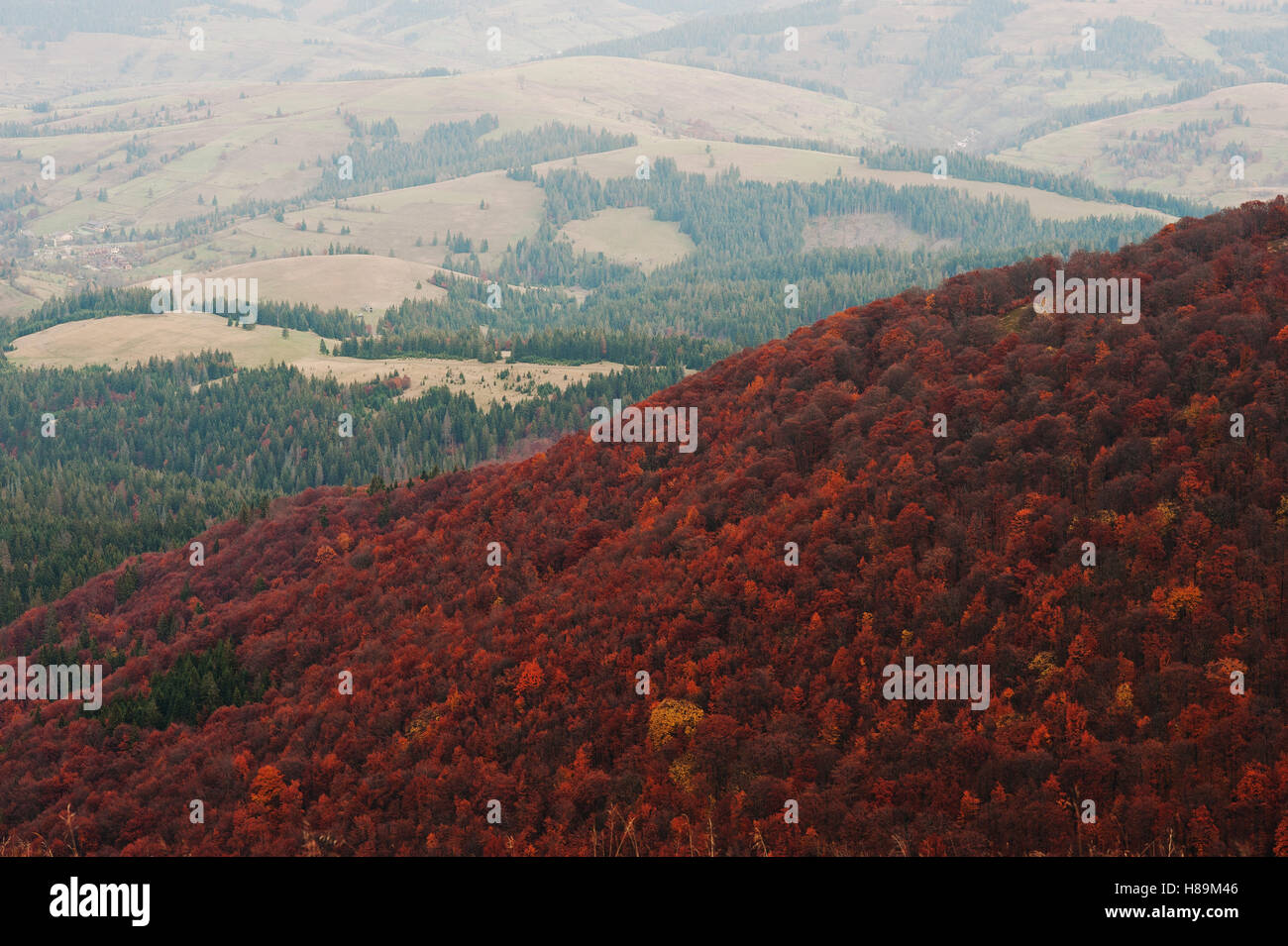 Landscape of red trees forest on Carpathian mountains. Beauty of world ...