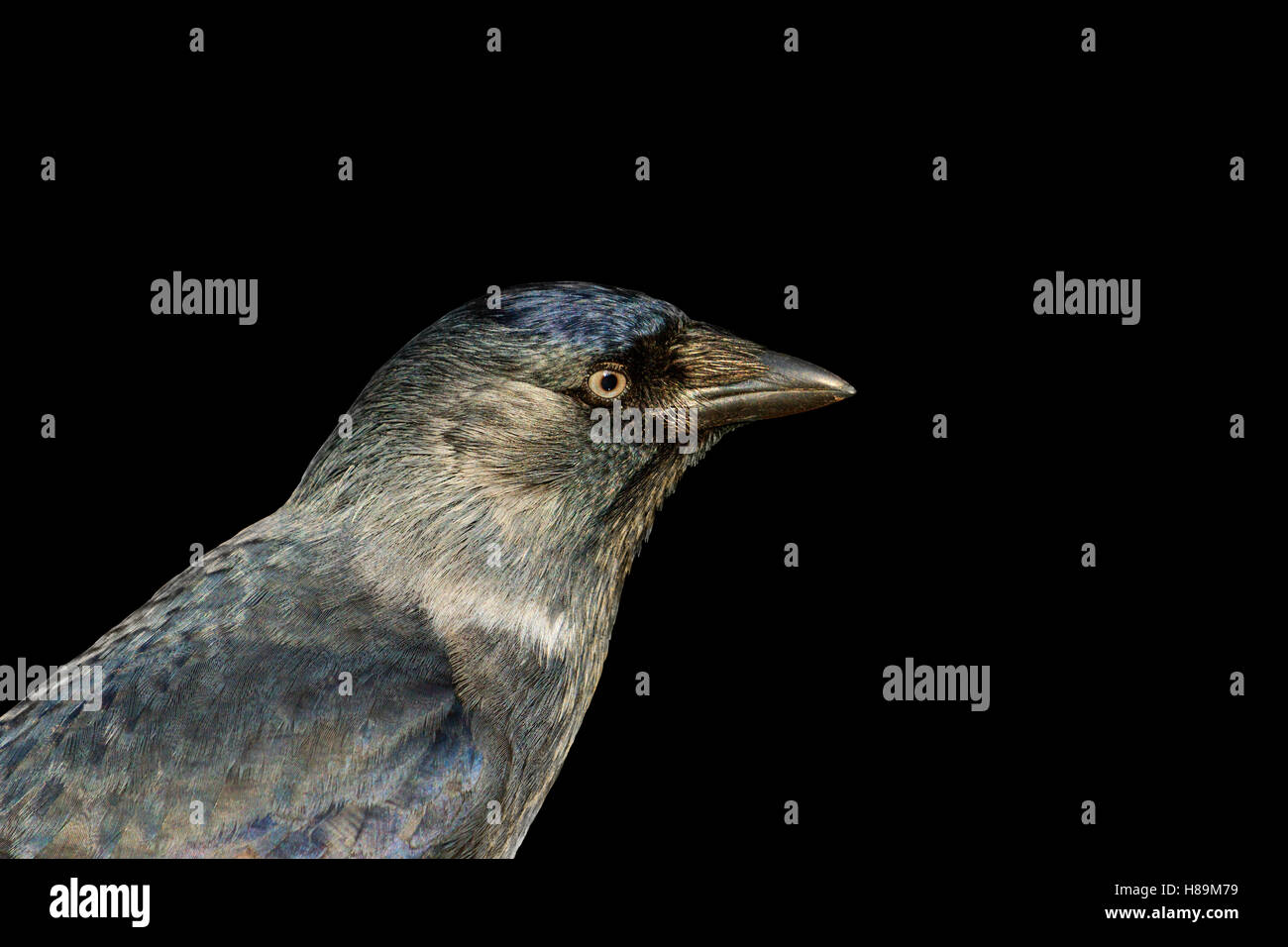 Portrait jackdaws isolated on black Stock Photo - Alamy