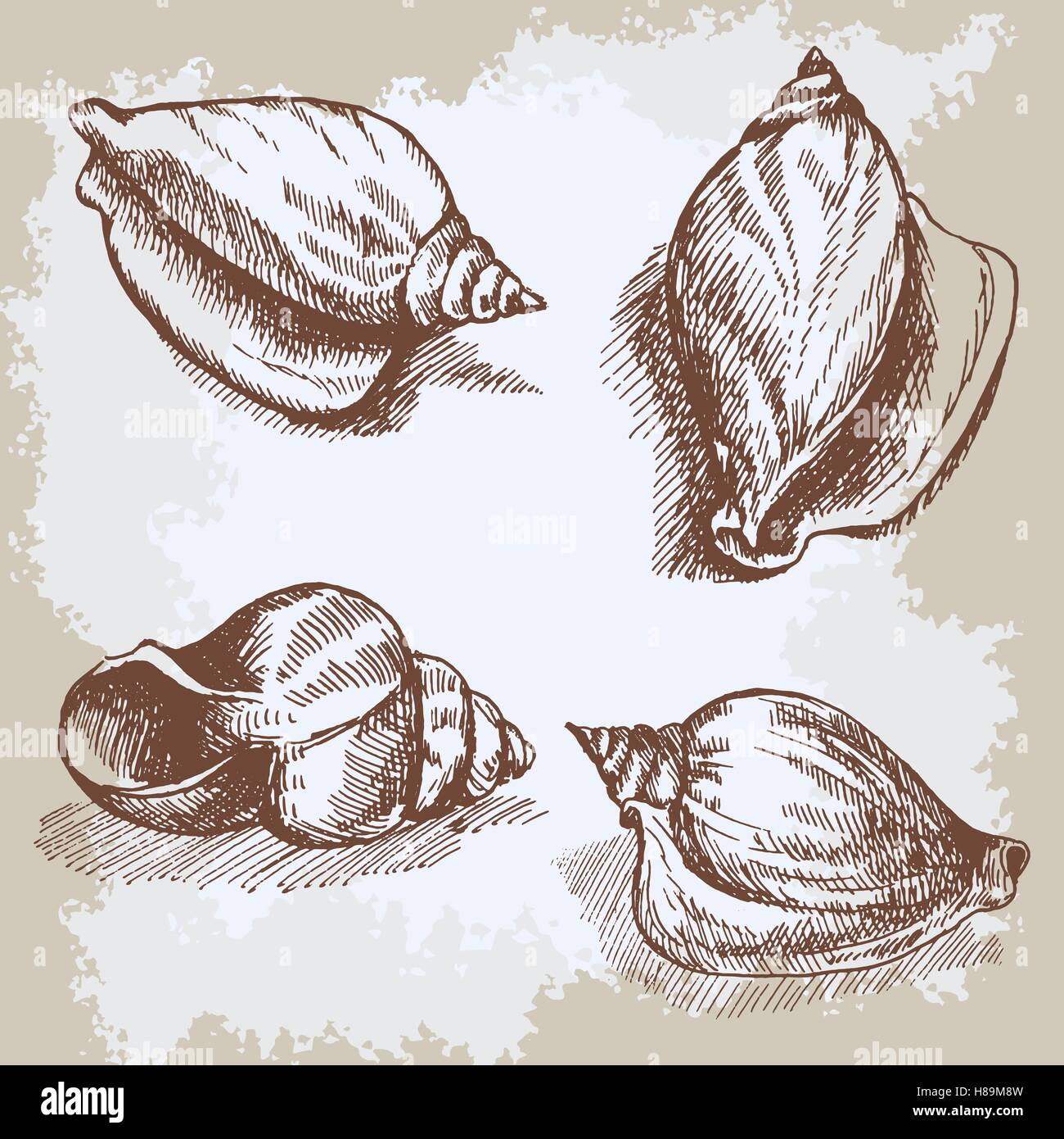 Seashells hand drawn vector graphic vintage etching sketch, underwater ...
