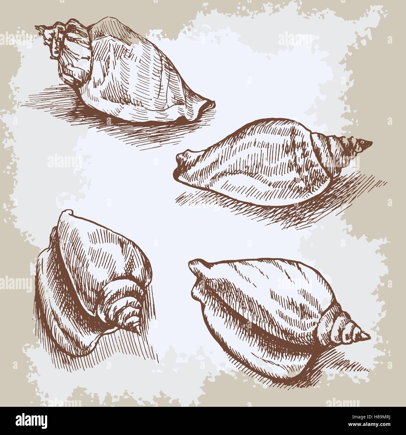 Seashells hand drawn vector graphic vintage etching sketch, underwater ...