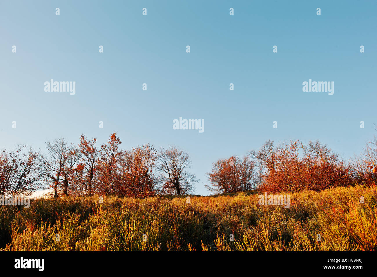 Yellow autumn trees on sun lights on hill of mountains Stock Photo - Alamy