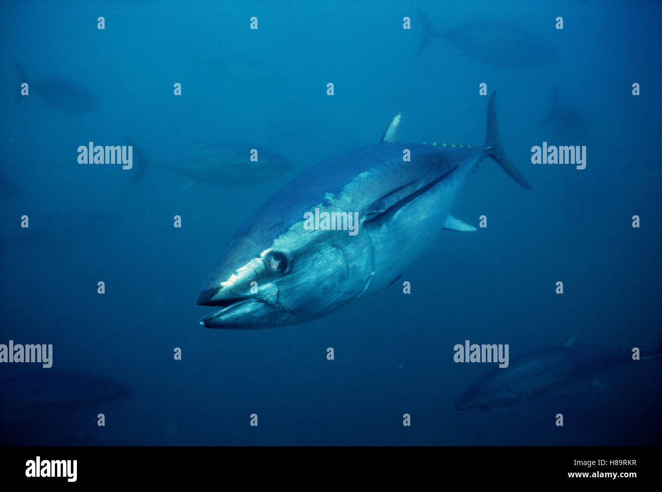 Southern Bluefin Tuna (Thunnus maccoyii) underwater, South Australia ...