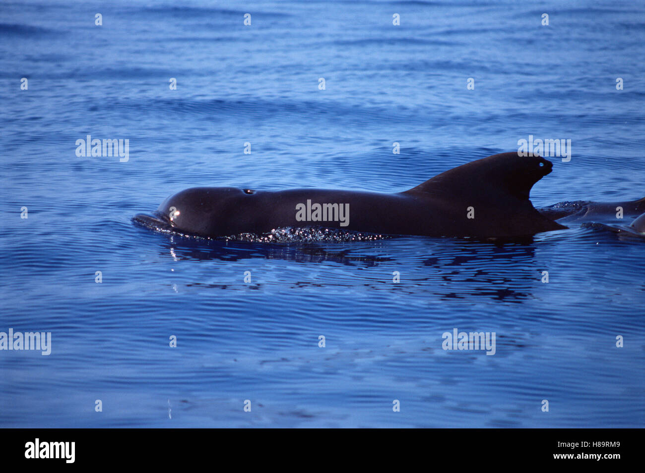 Short-finned Pilot Whale (Globicephala macrorhynchus) surfacing, Hawaii ...
