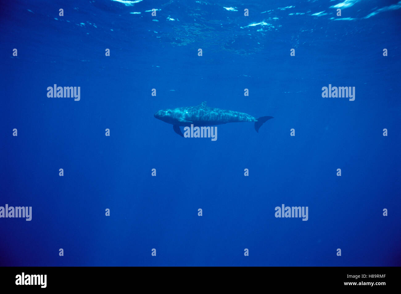 False Killer Whale (Pseudorca crassidens) swimming, underwater, Hawaii ...