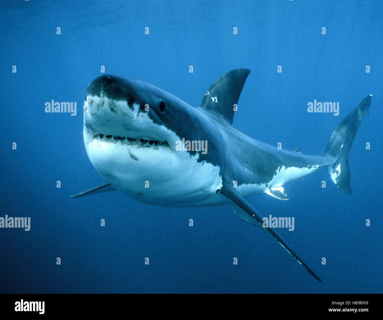 Great White Shark (Carcharodon carcharias), Neptune Islands, Australia ...