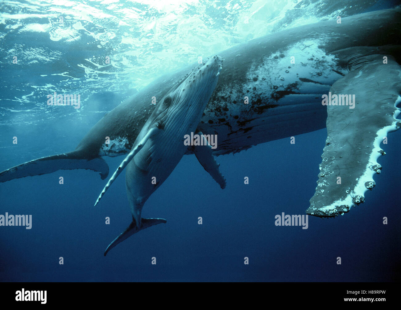 Humpback Whale (Megaptera novaeangliae) mother and calf, Tonga Stock ...