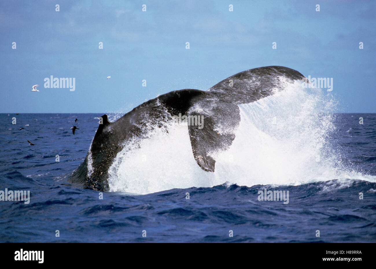 Humpback Whale (Megaptera novaeangliae) tail, Tonga Stock Photo - Alamy