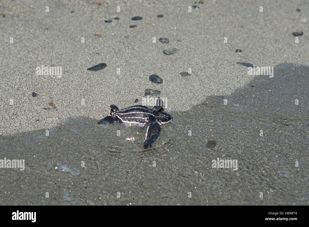 Leatherback Sea Turtle (Dermochelys coriacea) hatchling entering sea ...