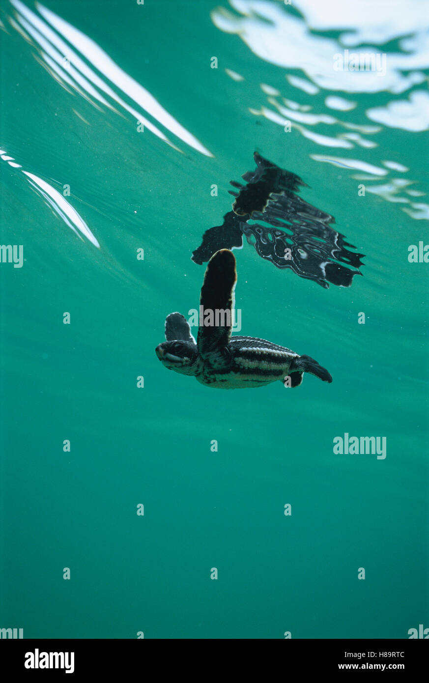 Leatherback Sea Turtle (Dermochelys coriacea) underwater view of ...