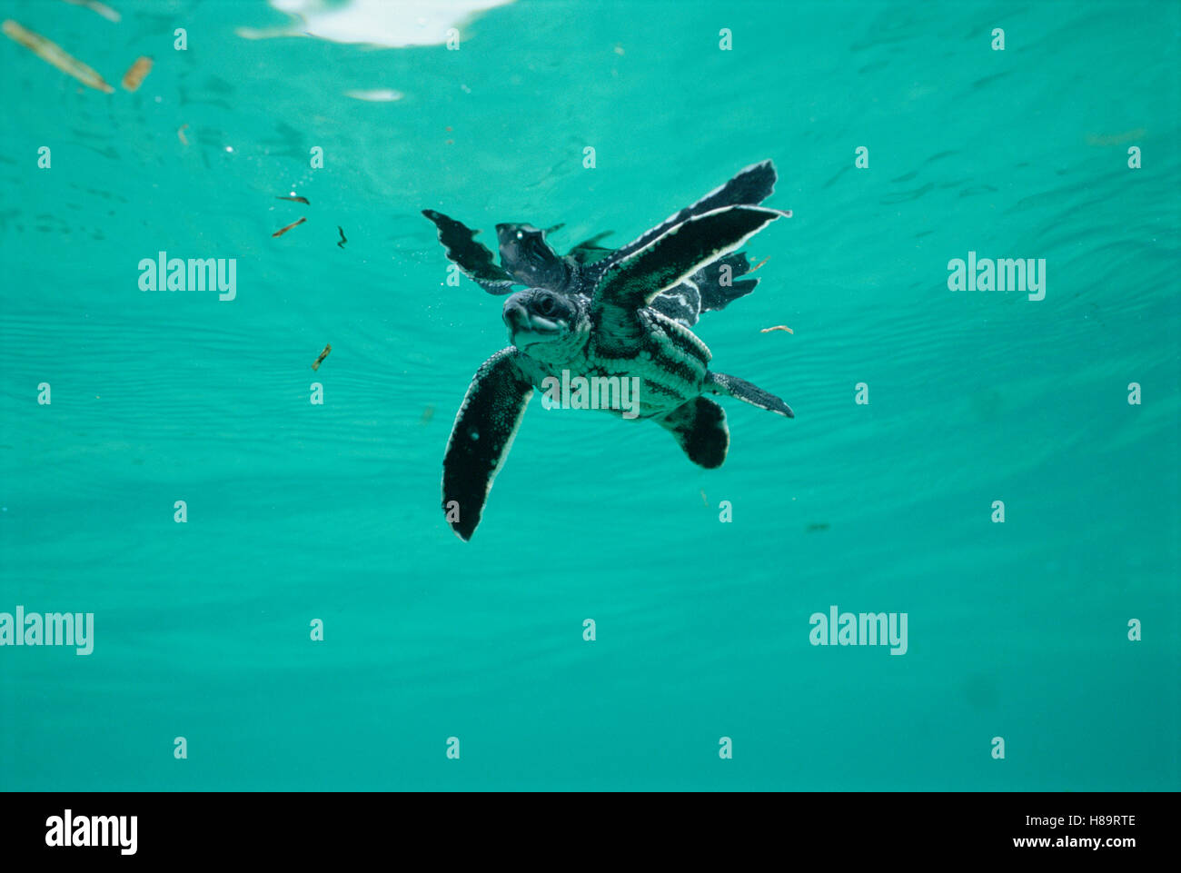 Leatherback Sea Turtle (Dermochelys coriacea) underwater view of ...