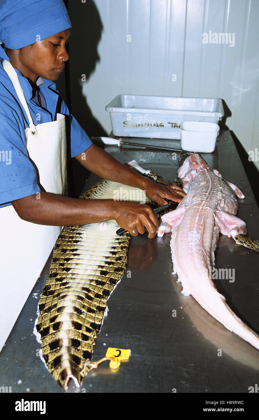Saltwater Crocodile (Crocodylus porosus), Cites approved, farm ...
