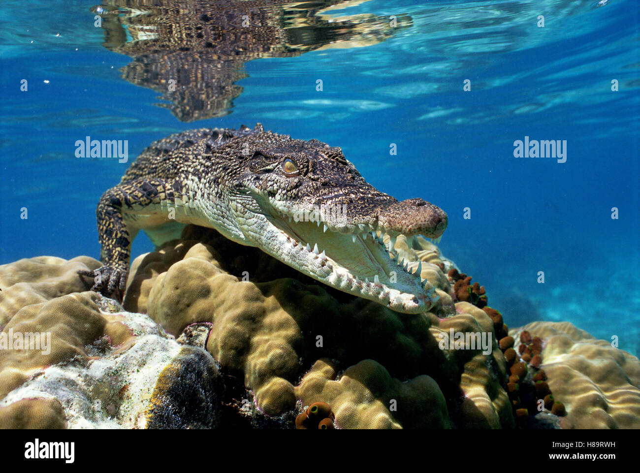 Saltwater Crocodile (Crocodylus porosus) underwater, South Australia ...