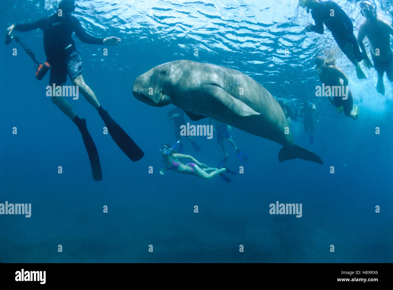 Dugong (Dugong dugon) surrounded by snorkelers, Lamen Bay, Epi Island ...