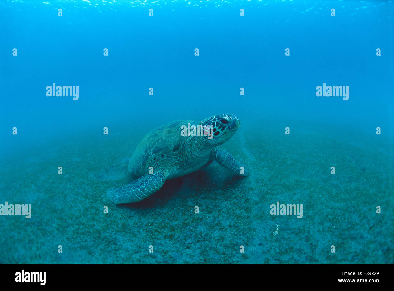 Green Sea Turtle (Chelonia mydas), Lamen Bay, Epi Island, Vanuatu Stock ...