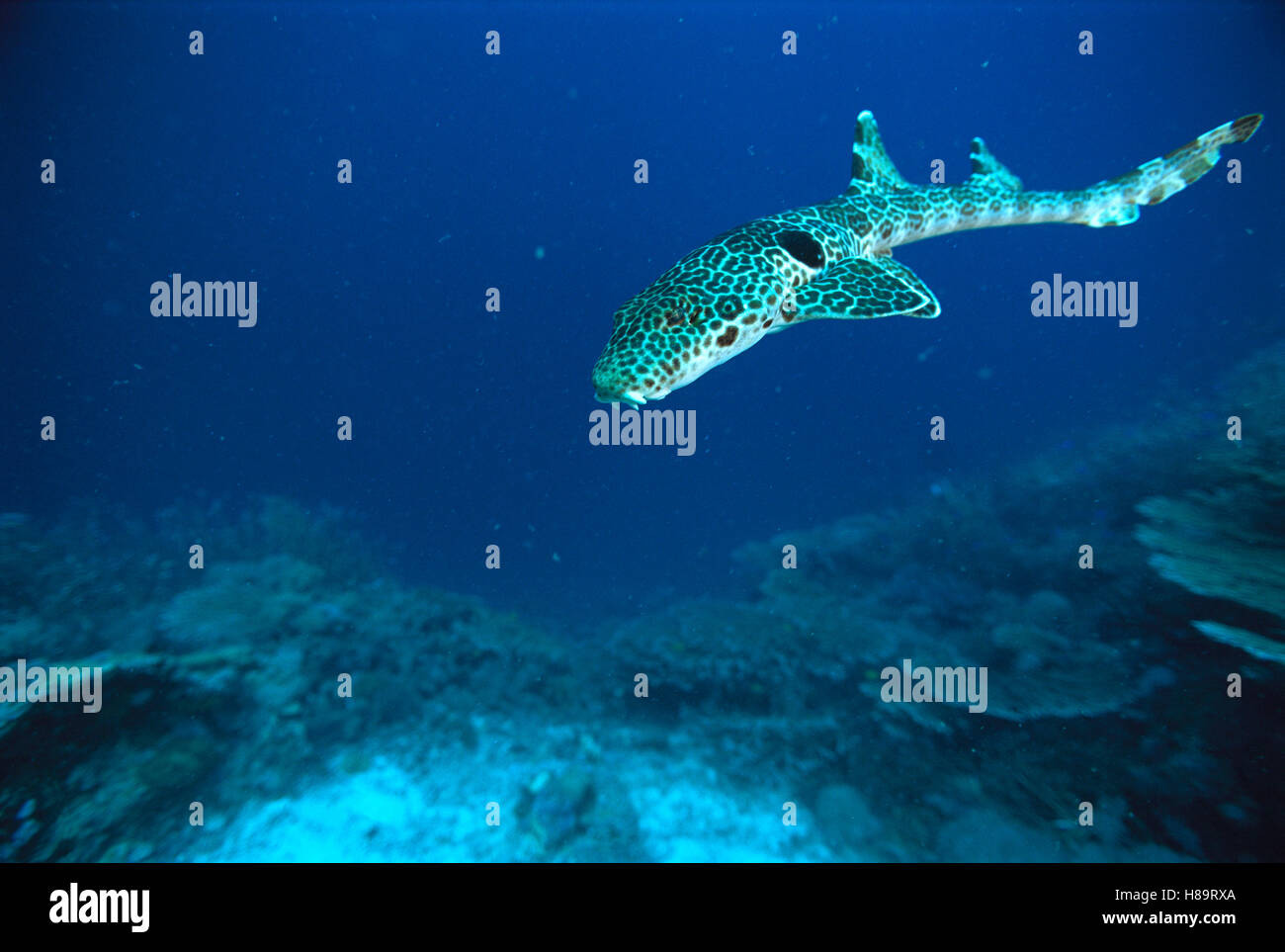 Epaulette Shark (Hemiscyllium ocellatum), Milne Bay, Papua New Guinea ...