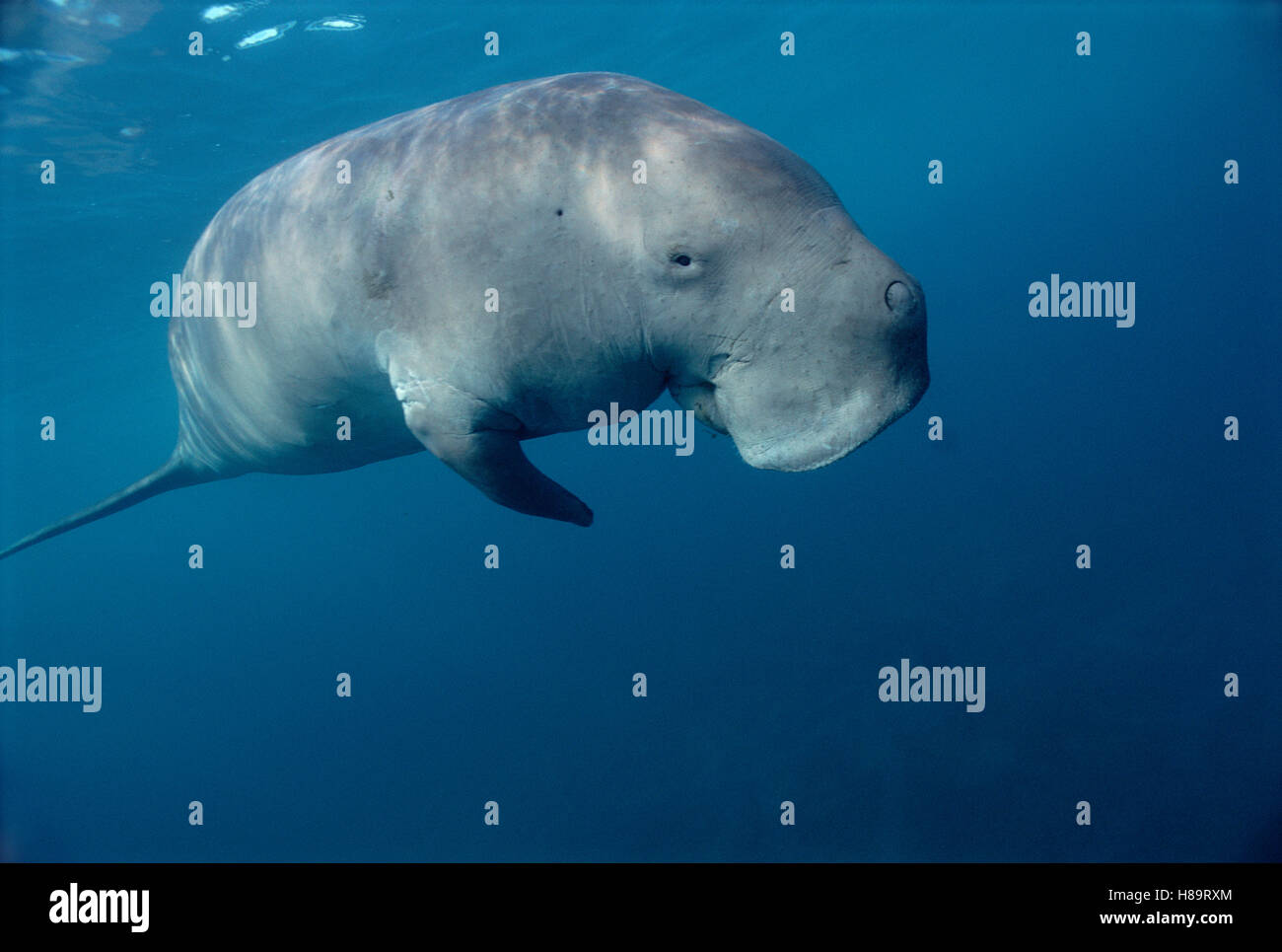 Dugong (Dugong dugon) portrait, Lamen Bay, Epi Island, Vanuatu Stock ...