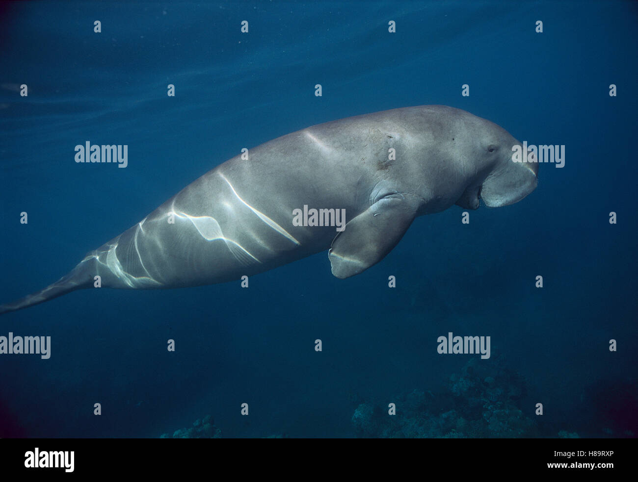 Dugong (Dugong dugon) swimming, Lamen Bay, Epi Island, Vanuatu Stock ...