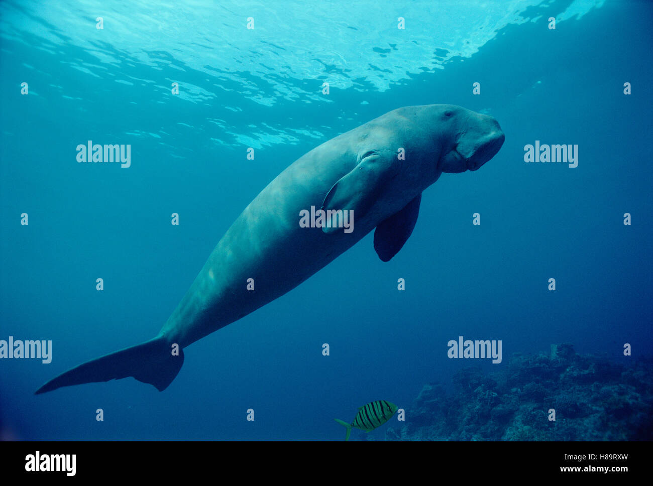 Dugong (Dugong dugon) full body portrait, Lamen Bay, Epi Island ...