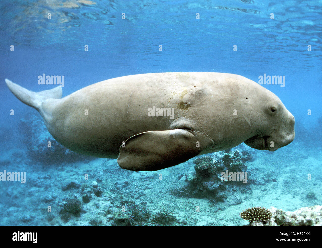 Dugong (Dugong dugon) swimming over coral reef, Lamen Bay, Epi Island ...