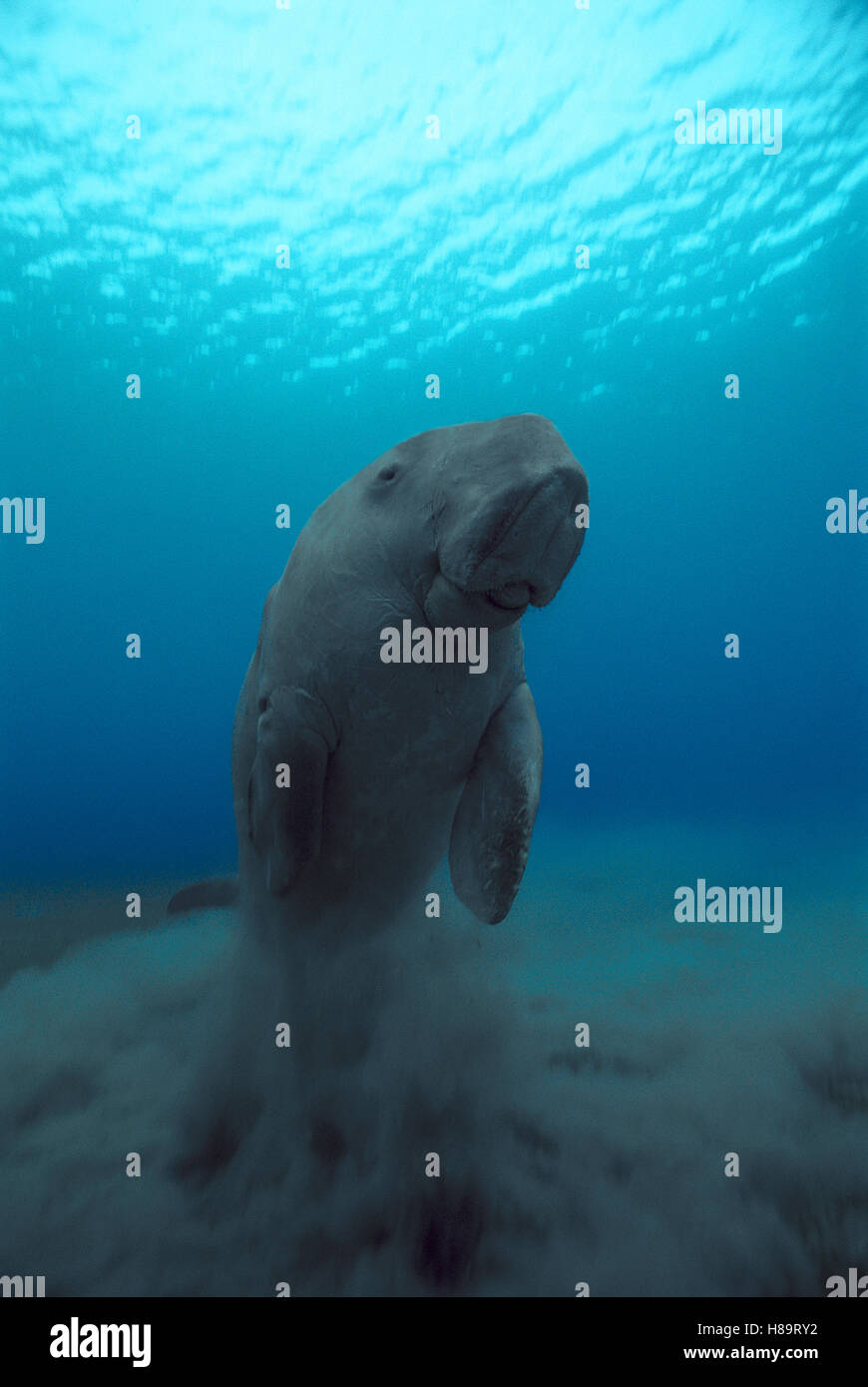 Dugong (Dugong dugon) returning to surface after sleeping/resting on ...