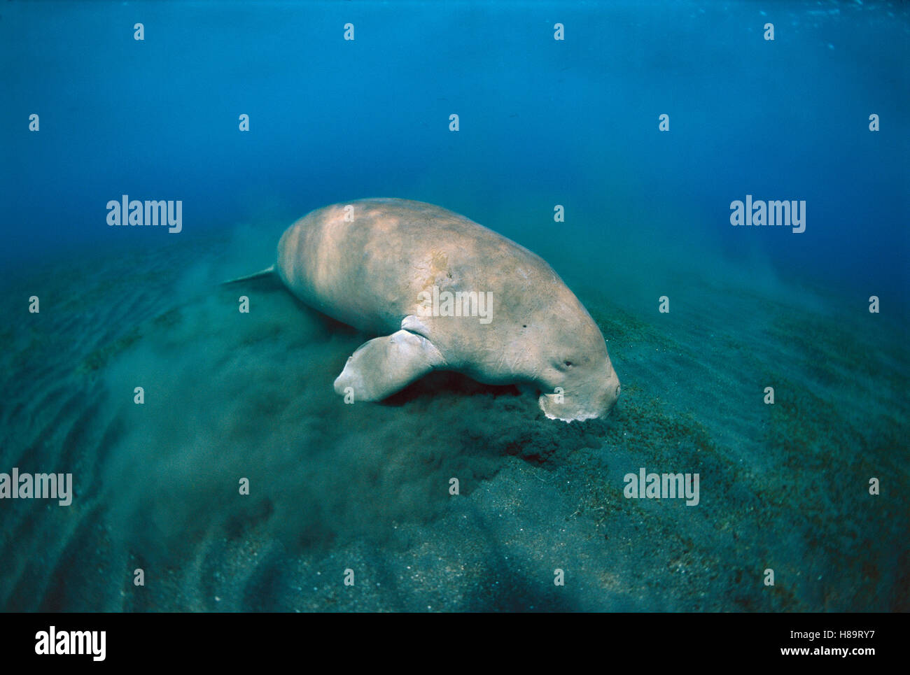 Dugong (Dugong dugon) feeding on sea grass, Lamen Bay, Epi Island ...