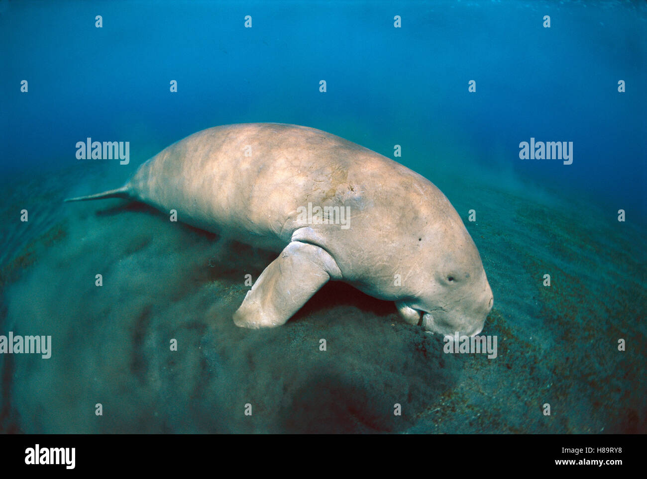 Dugong (Dugong dugon) feeding on sea grass, Lamen Bay, Epi Island ...