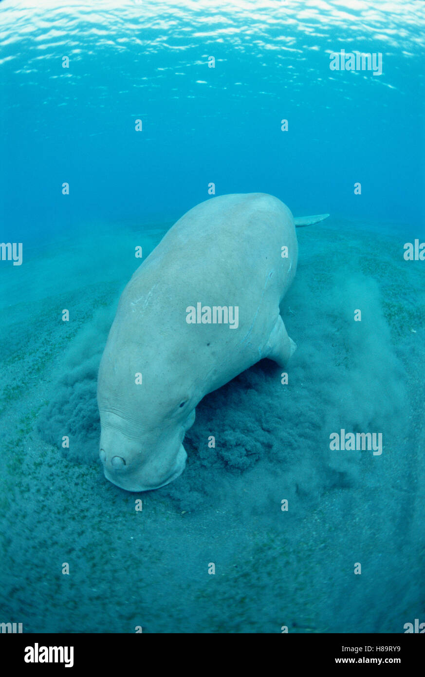 Dugong (Dugong dugon) feeding on sea grass, Lamen Bay, Epi Island ...