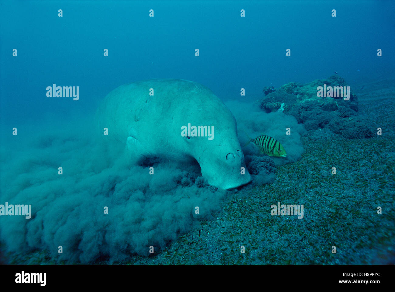 Dugong (Dugong dugon) feeding on sea grass, Lamen Bay, Epi Island ...