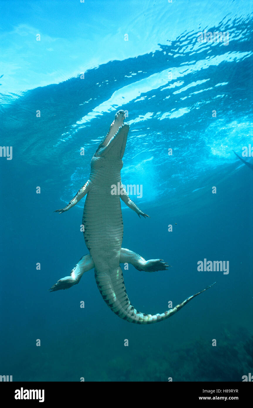 Saltwater Crocodile (Crocodylus porosus) surfacing to breath, Oro Bay ...