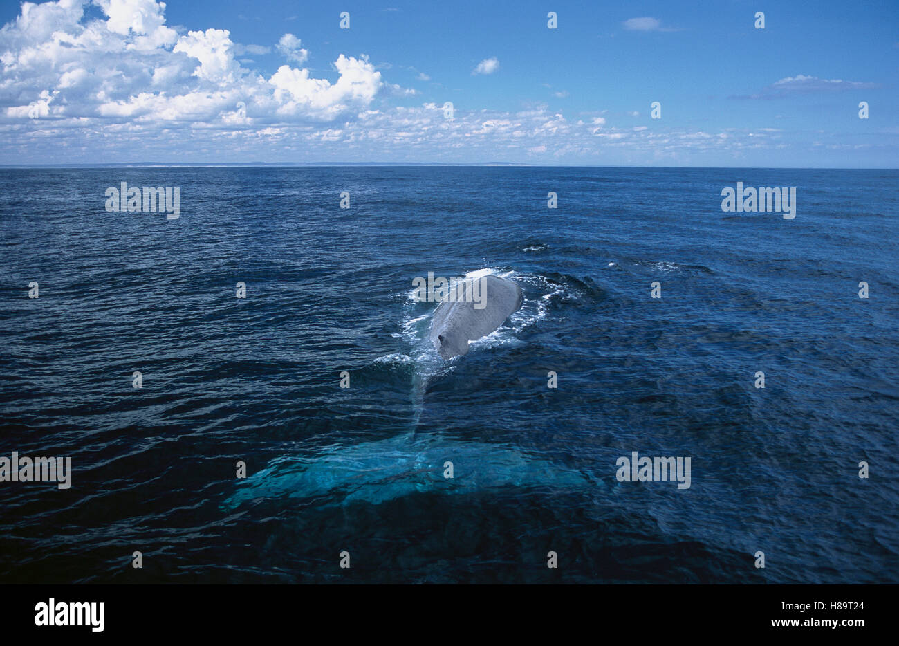 Pygmy Blue Whale (Balaenoptera musculus brevicauda) swimming at surface ...