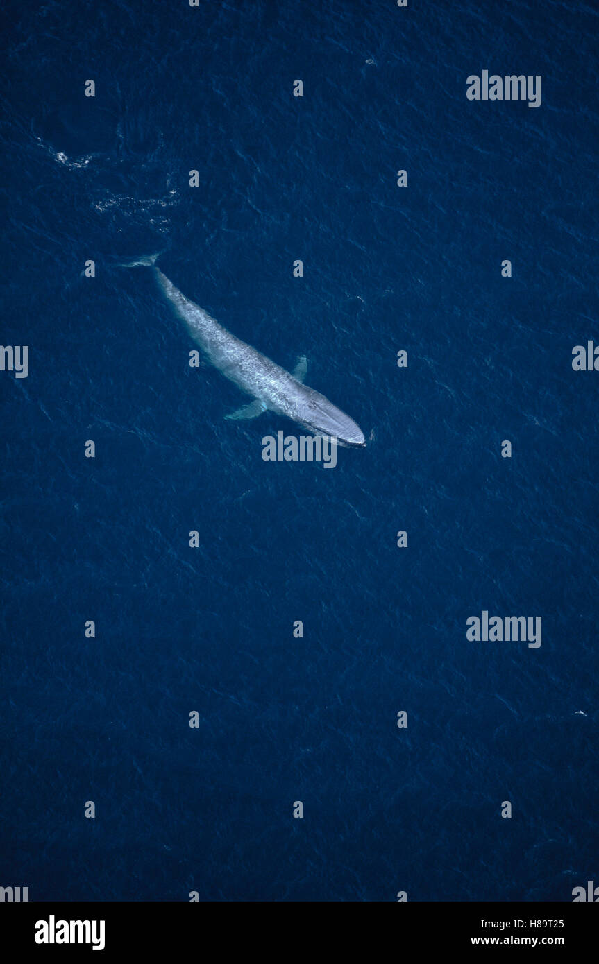 Pygmy Blue Whale (Balaenoptera musculus brevicauda) swimming at surface ...