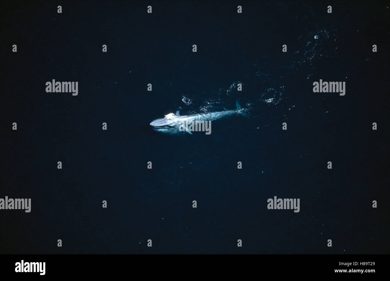Pygmy Blue Whale (Balaenoptera musculus brevicauda) swimming at surface ...