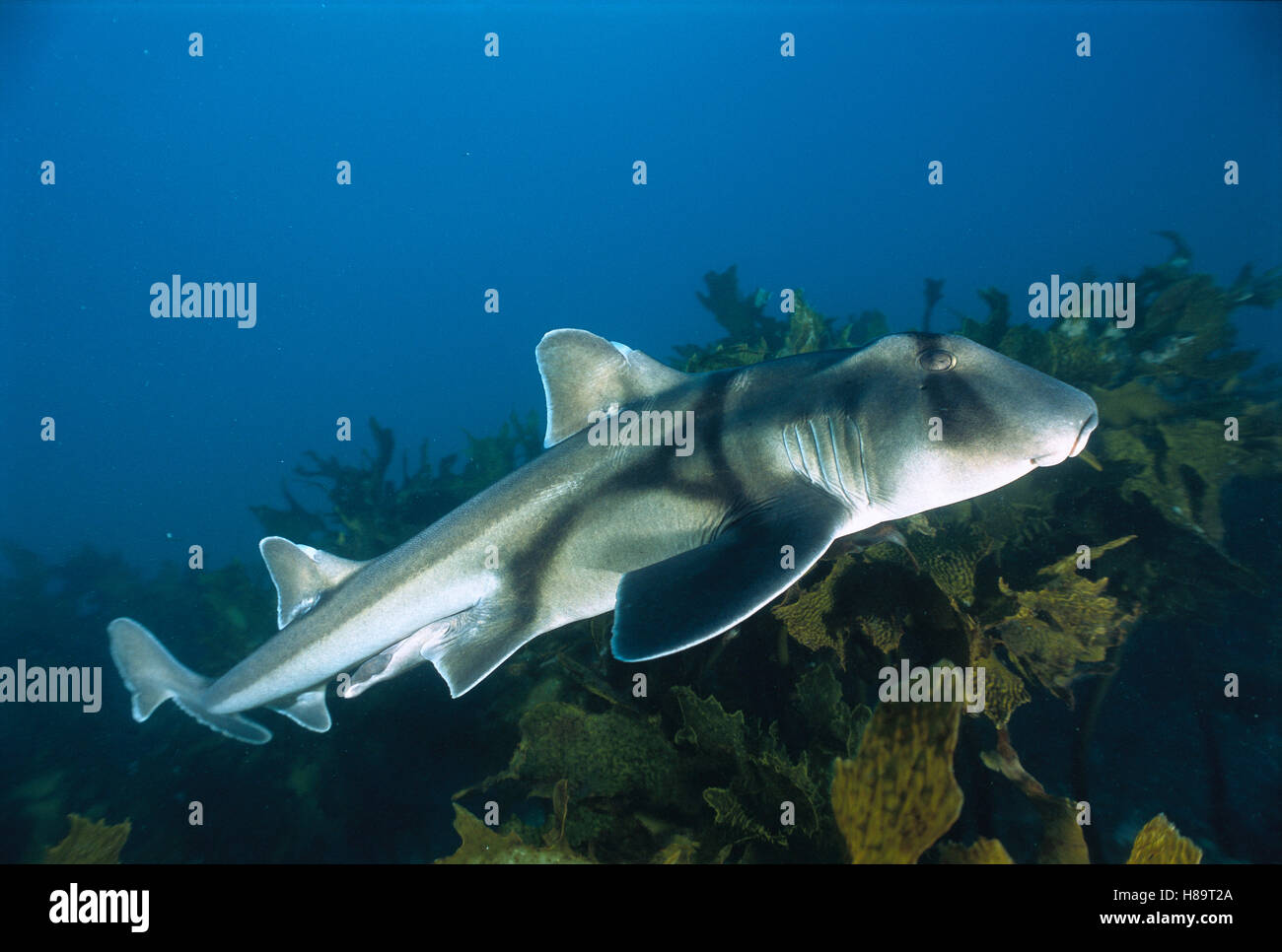 Port Jackson Shark (Heterodontus portusjacksoni) portrait underwater ...