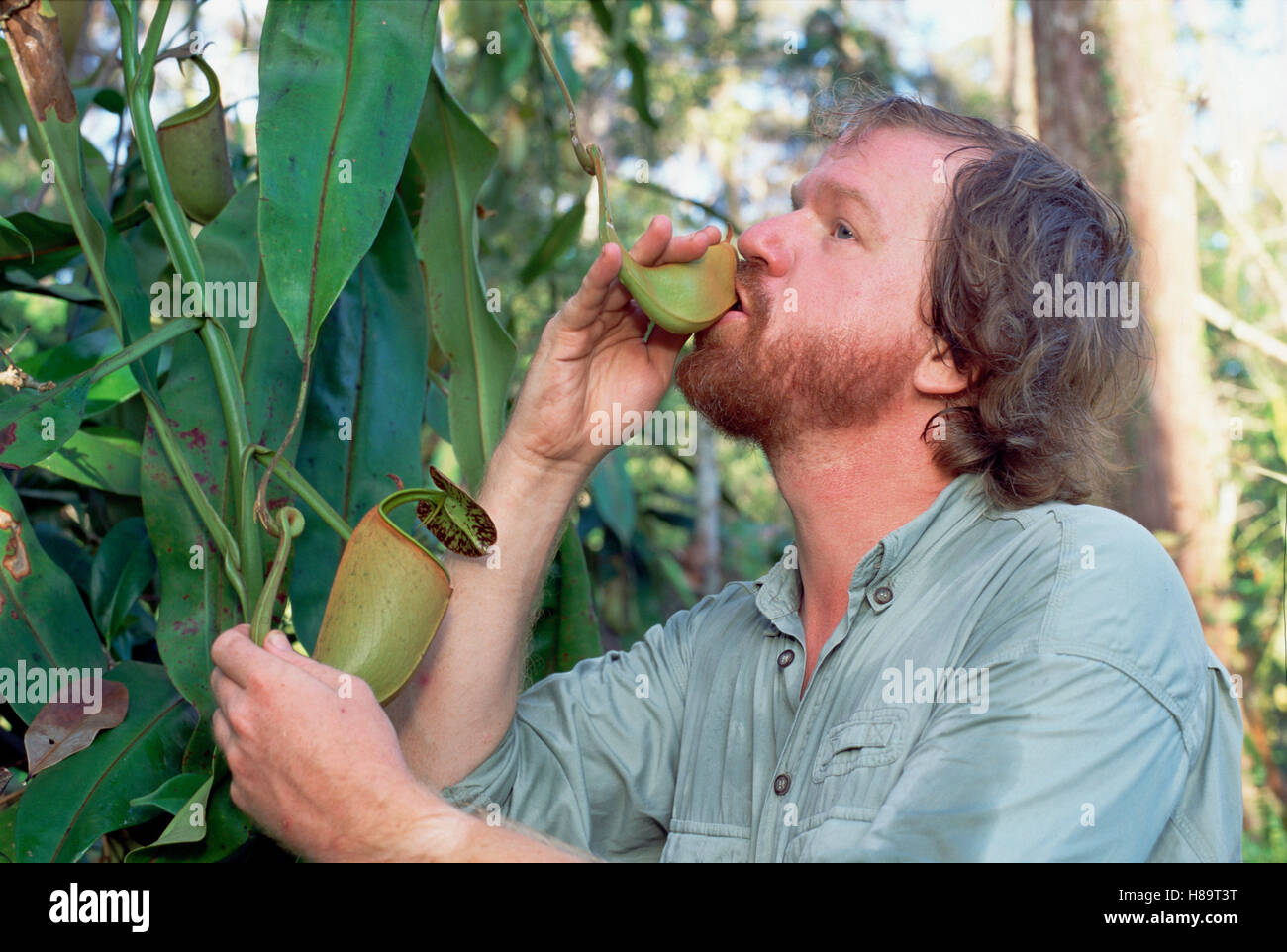 Mark Moffett drinks nectar from a Villose Pitcher Plant (Nepenthes ...