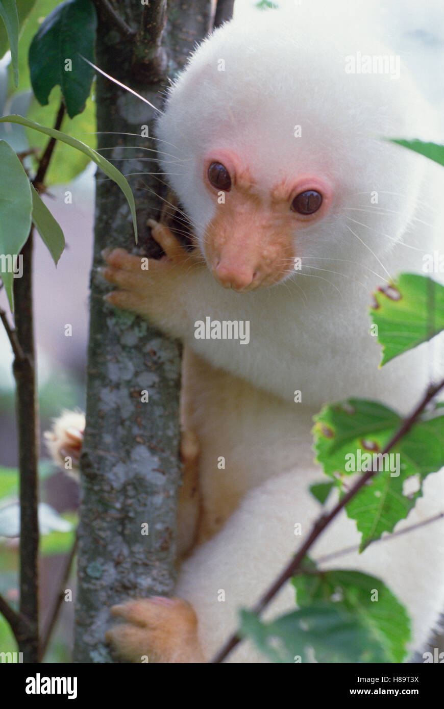 Spotted Cuscus Phalanger Maculatus In Tree Papua New Guinea Stock